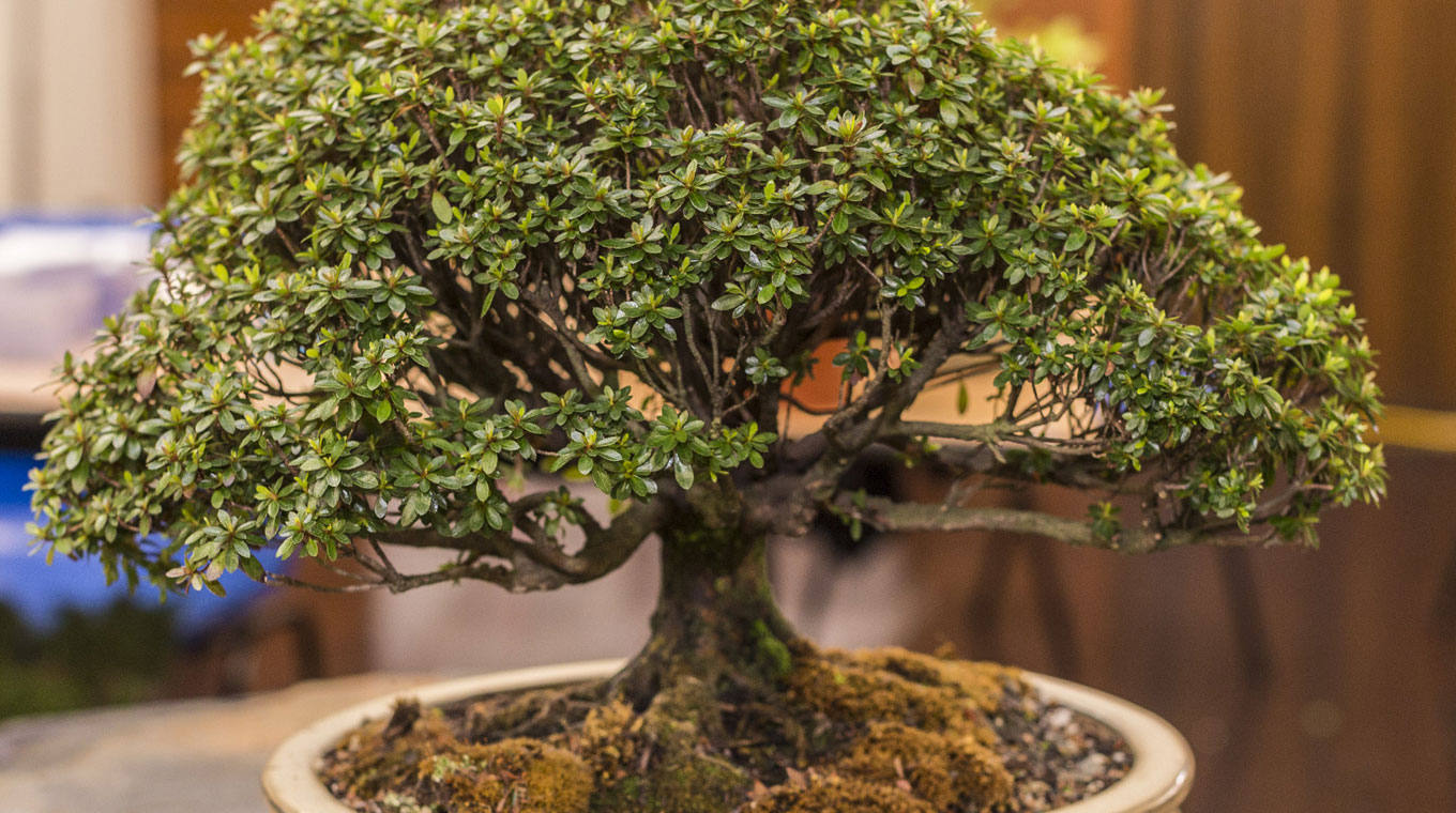Bonsai Society of Australia Inc. | Japanese Bonsai