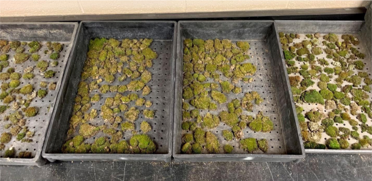 COLLECTING MOSS AND CREATING TOP DRESSING | BSA