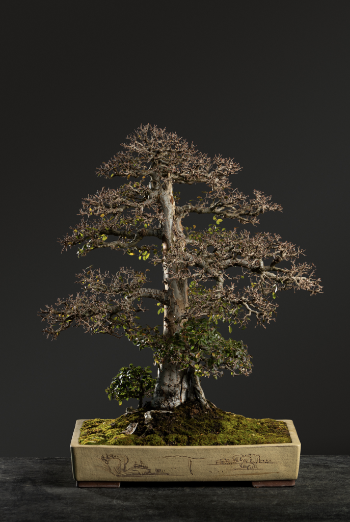 Around the Arboretum: Leigh Taafe | Bonsai Society of Australia Inc.